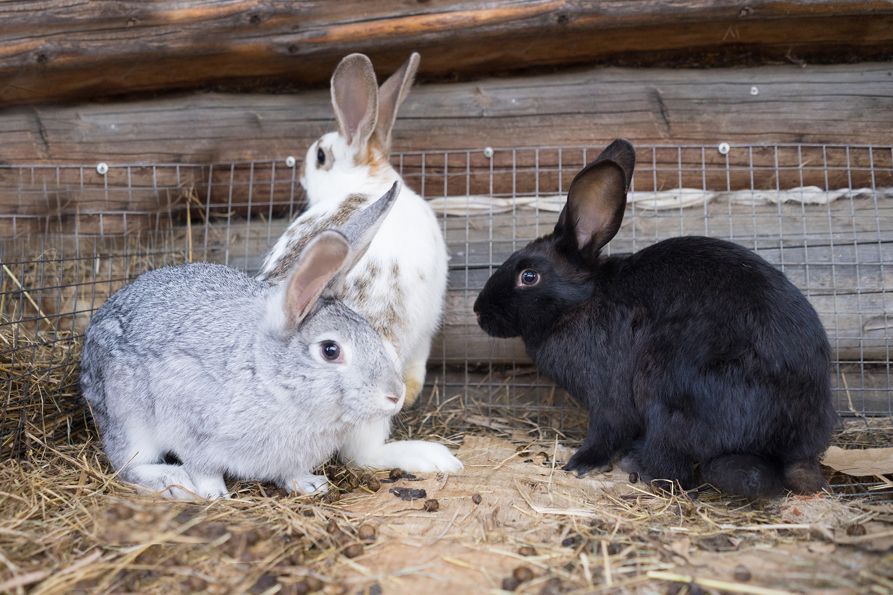 Best Meat Rabbit Breeds – Mother Earth News